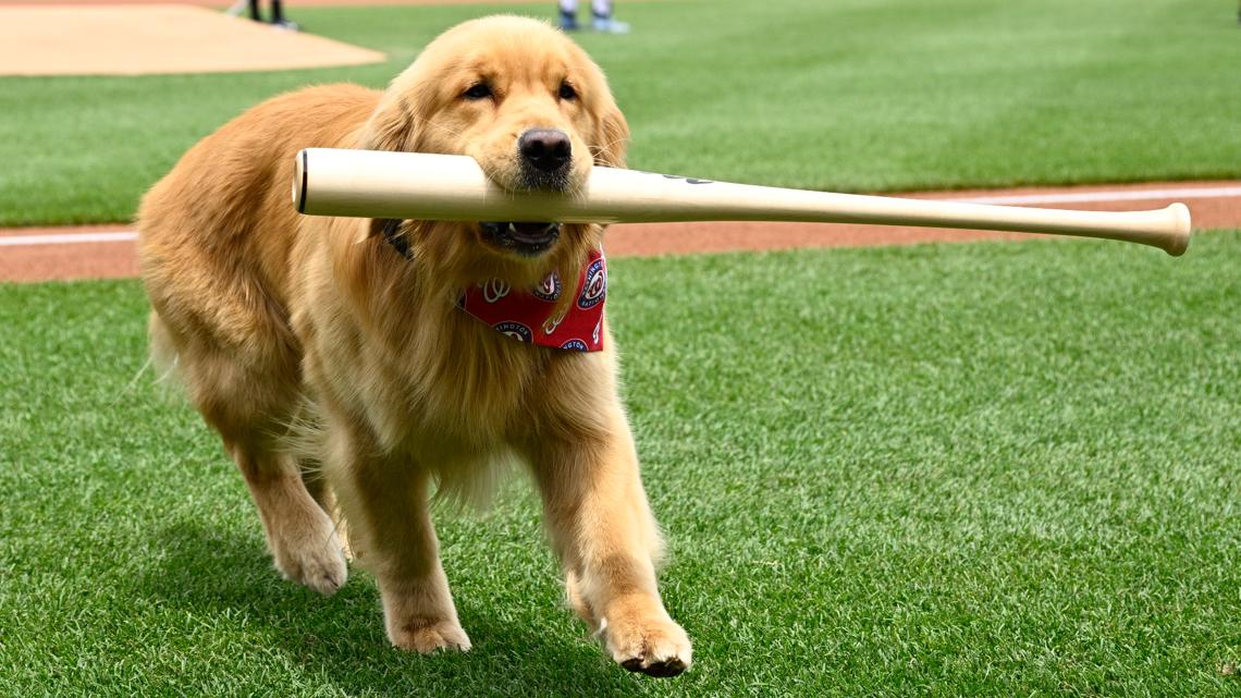 Bruce the bat dog delights at Nationals Park in MLB debut | krem.com