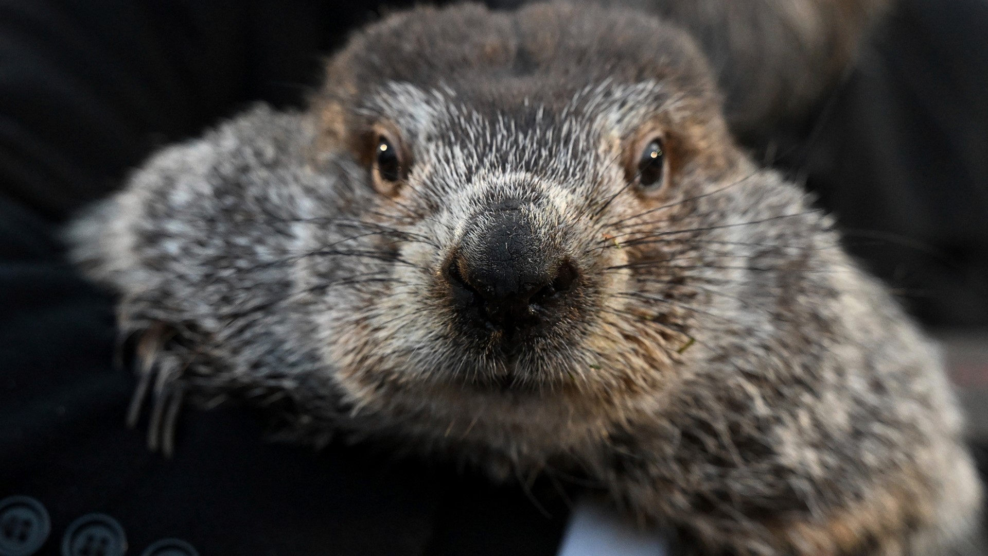 PETA wants to replace Punxsutawney Phil with a giant gold coin | krem.com