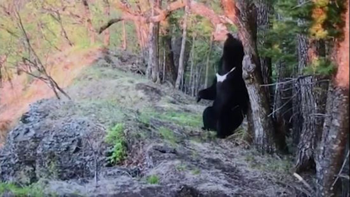 Video catches black bear bite camera after back scratch | krem.com