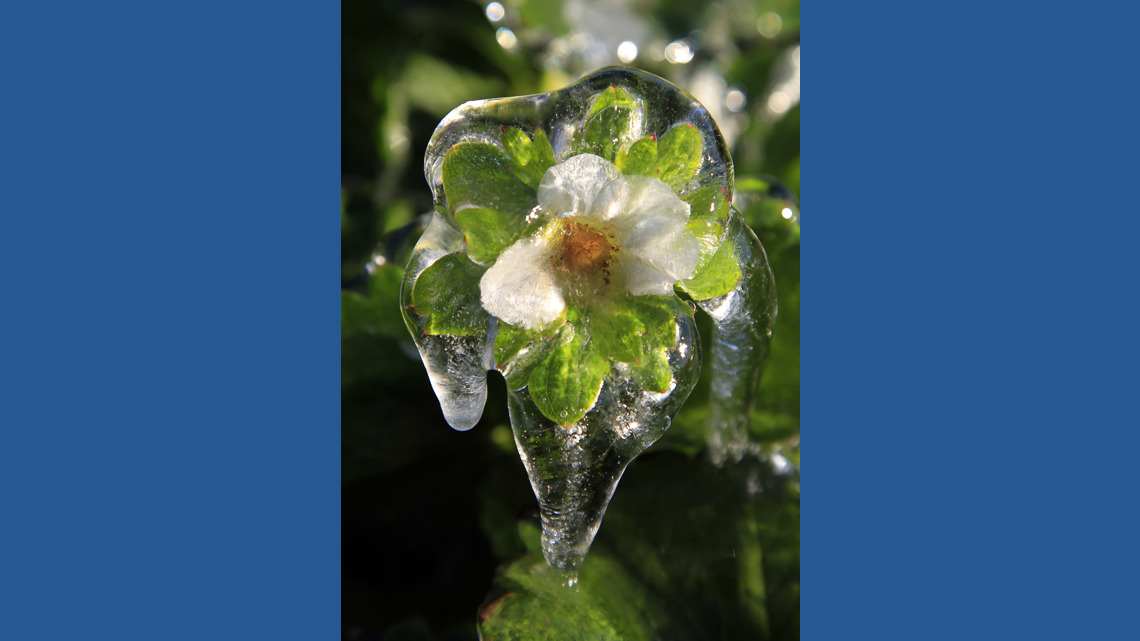 Why you should water your plants before it freezes | krem.com