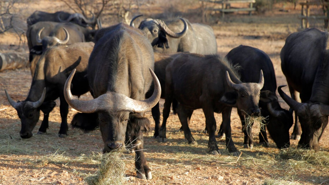 Hundreds of elephants die as Kenya weathers drought | krem.com