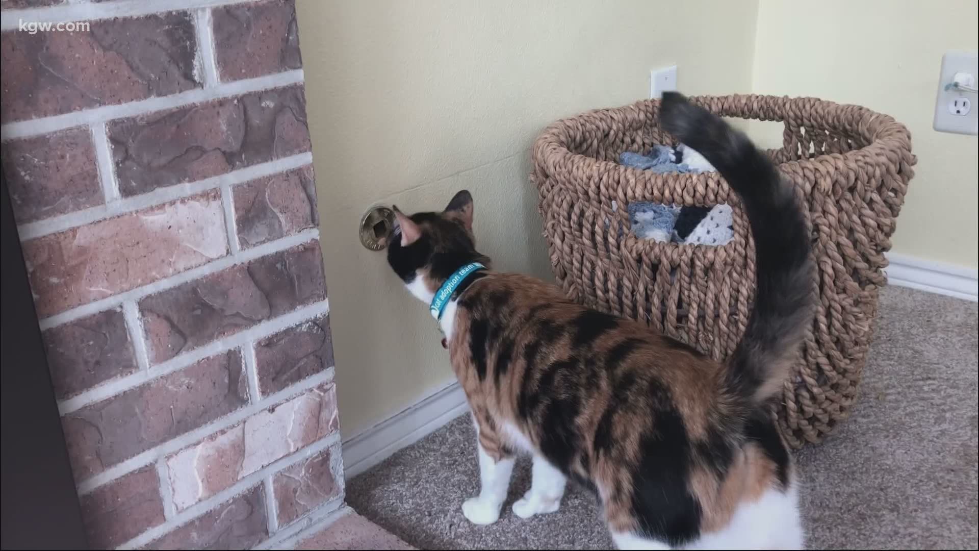 Oregon cat detects gas leak in home, saving owners | krem.com