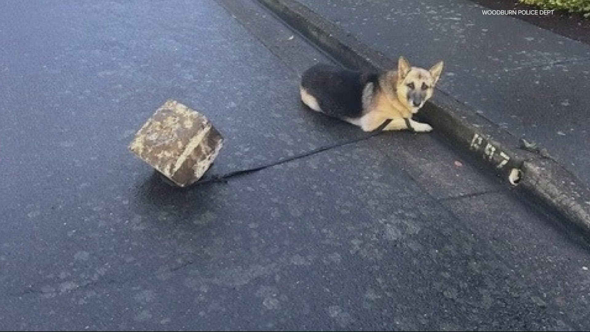 Dog found tied to a cement block in Woodburn, police say | krem.com