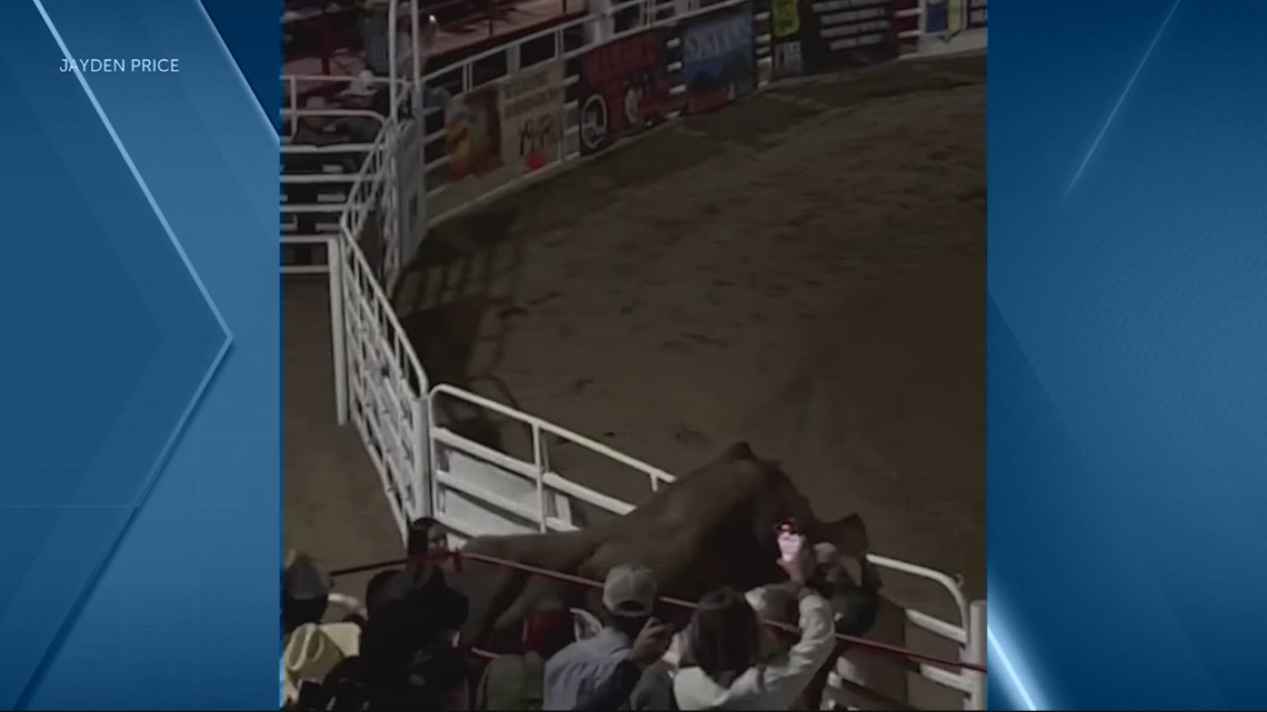 Bull that jumped the fence at Oregon rodeo to be retired | krem.com
