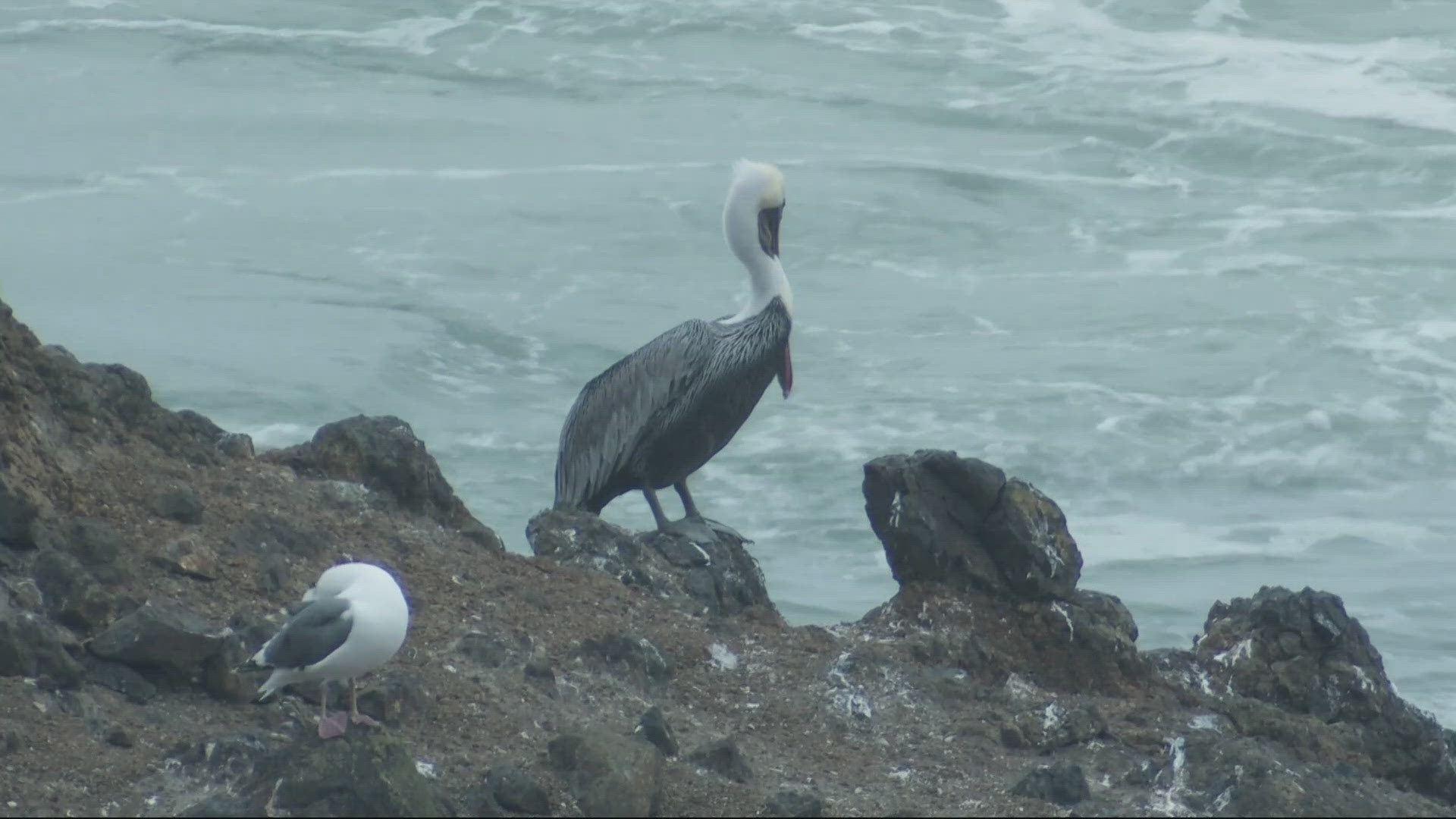 Wild animals facing 'existential crisis' with growing climate change ...