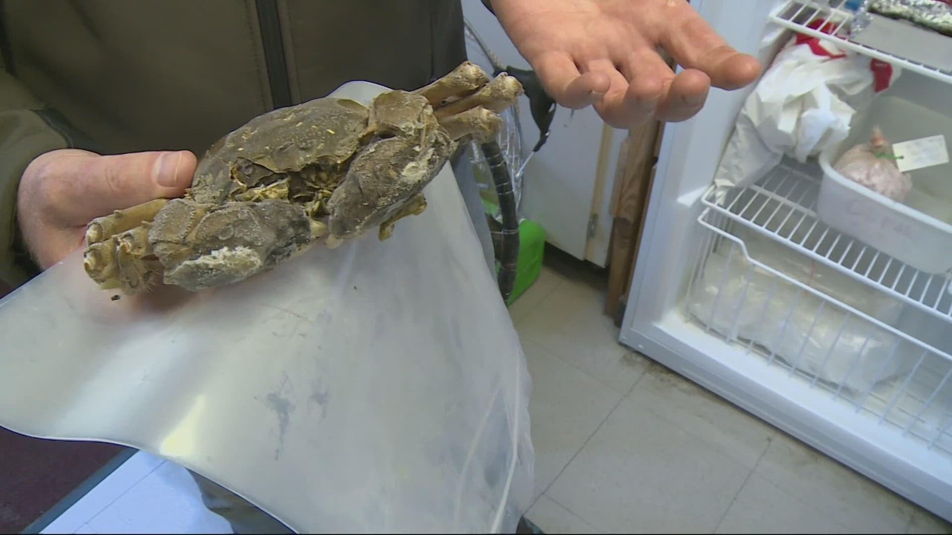 Rare invasive crab found in Columbia River; first case in Pacific ...