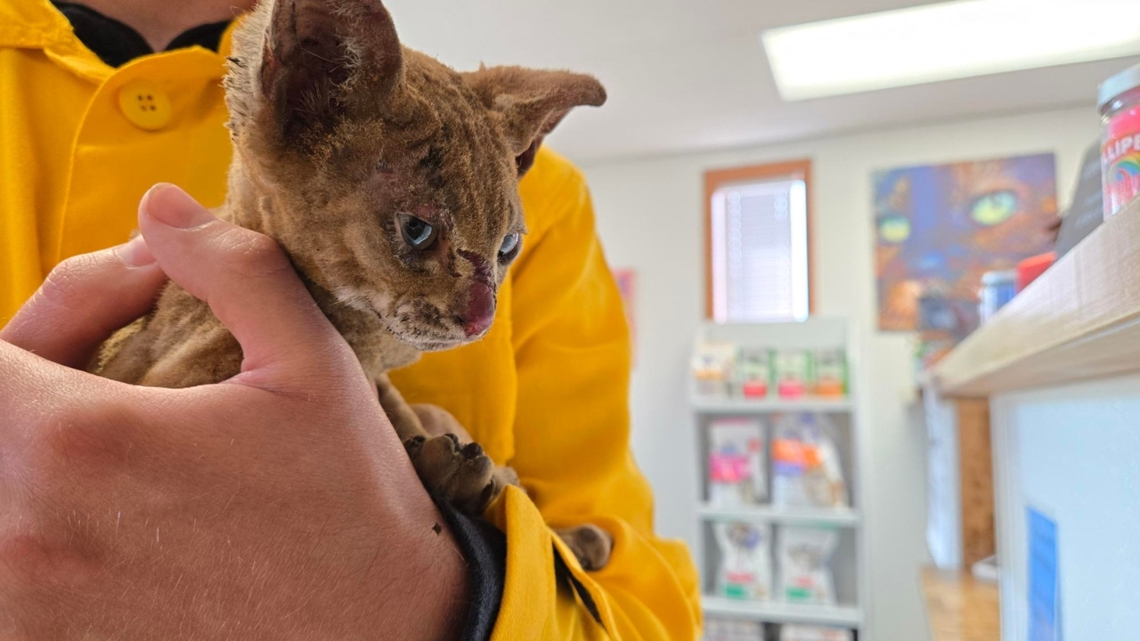 Badly burned kitten in Rowena Fire rescued by KGW crew | krem.com