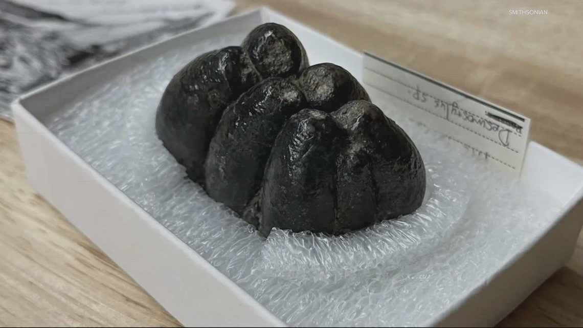 Woman discovers Desmostylian fossil along Oregon Coast | krem.com
