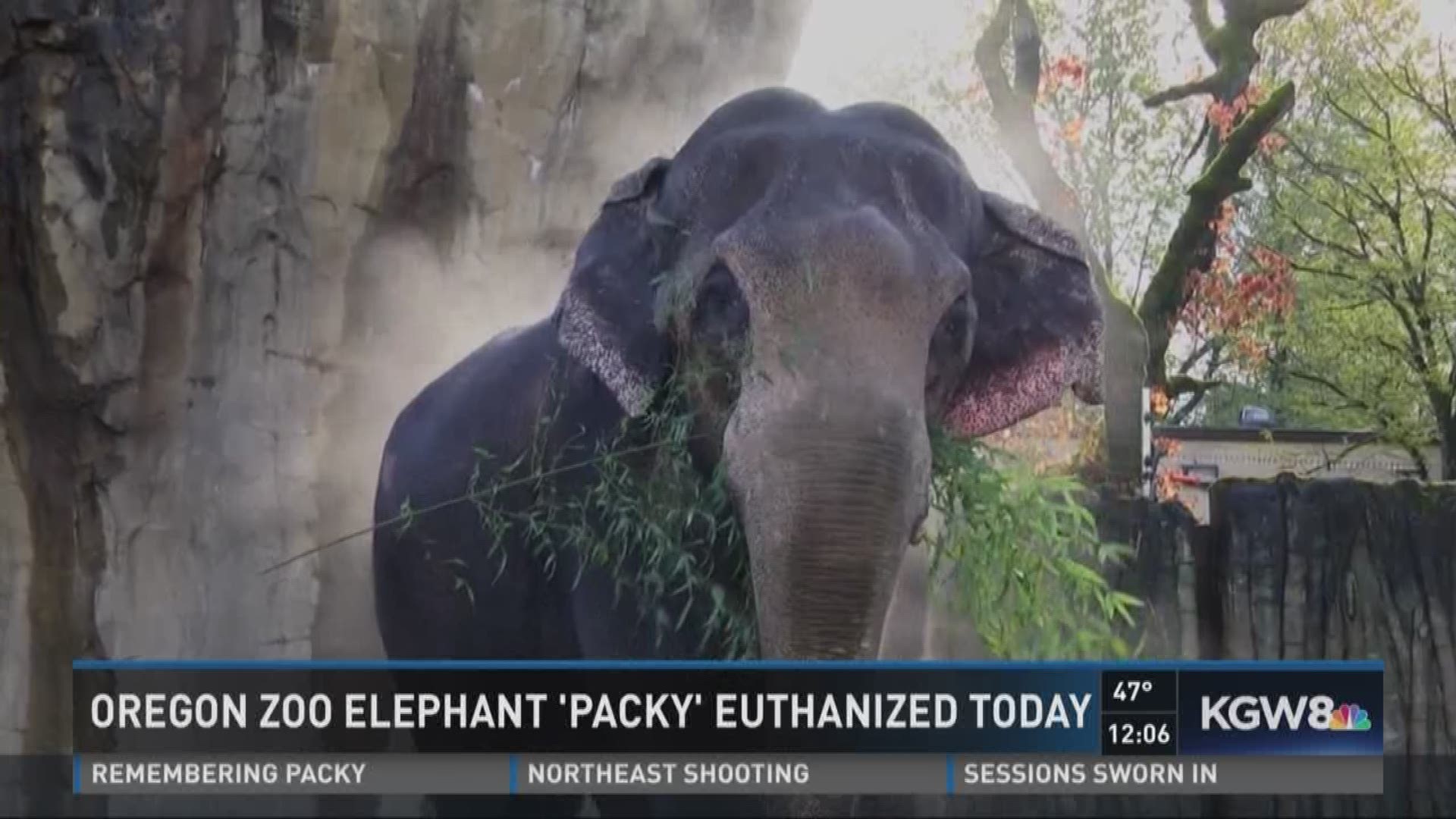 Beloved Oregon Zoo elephant Packy dies after TB battle | krem.com