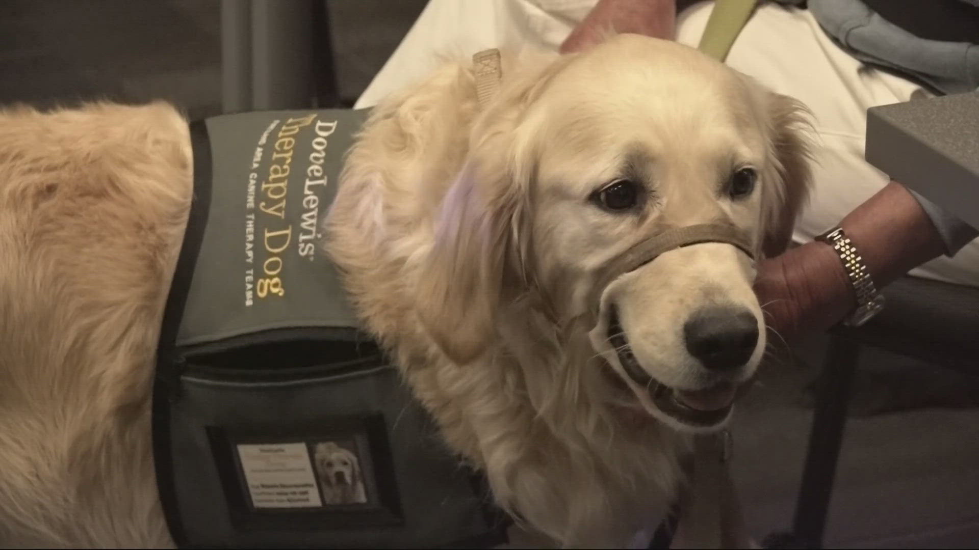 Therapy dogs practice to help victims in Oregon courtrooms | krem.com