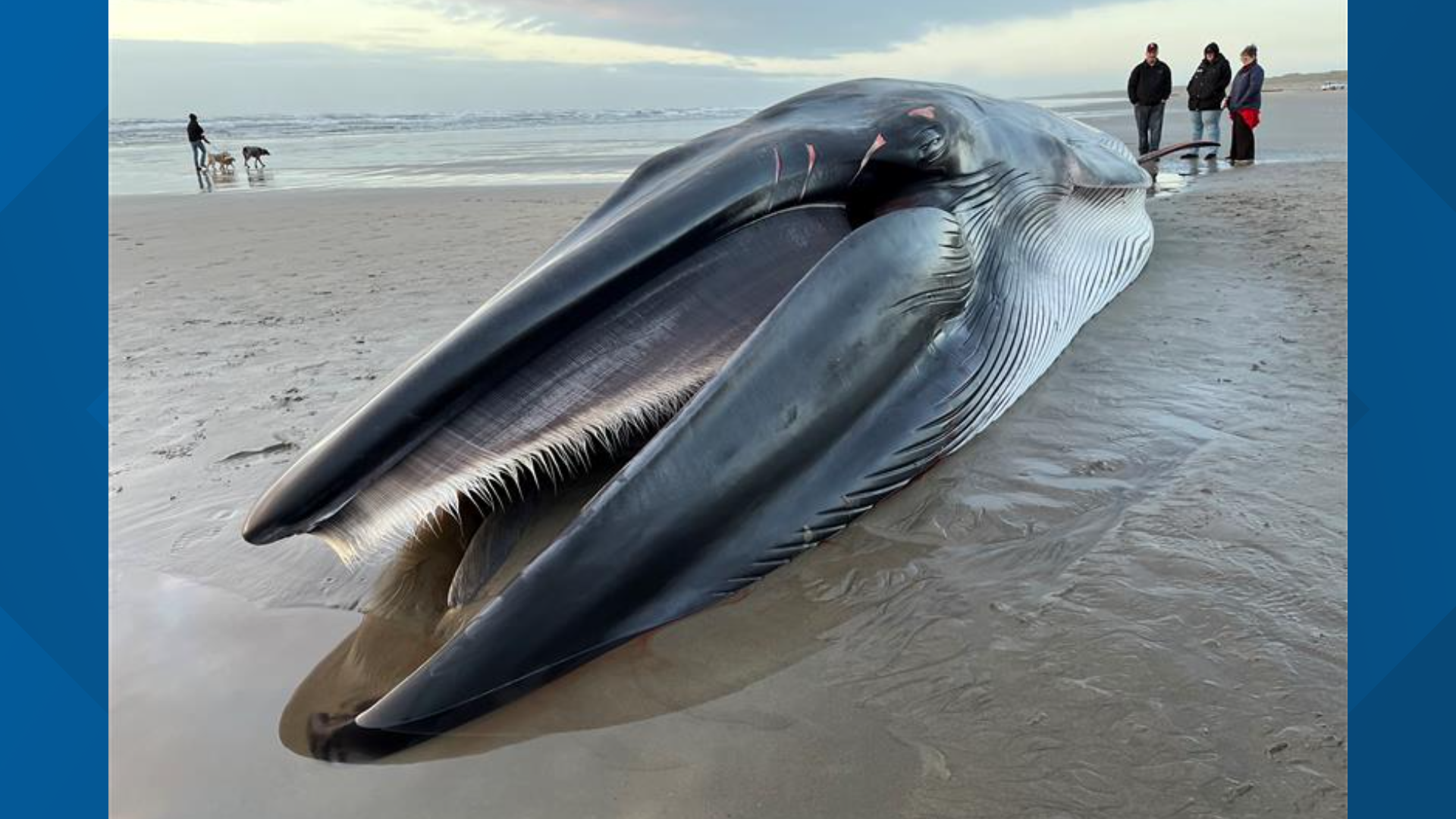 Dead whale washes up on Oregon Coast | krem.com