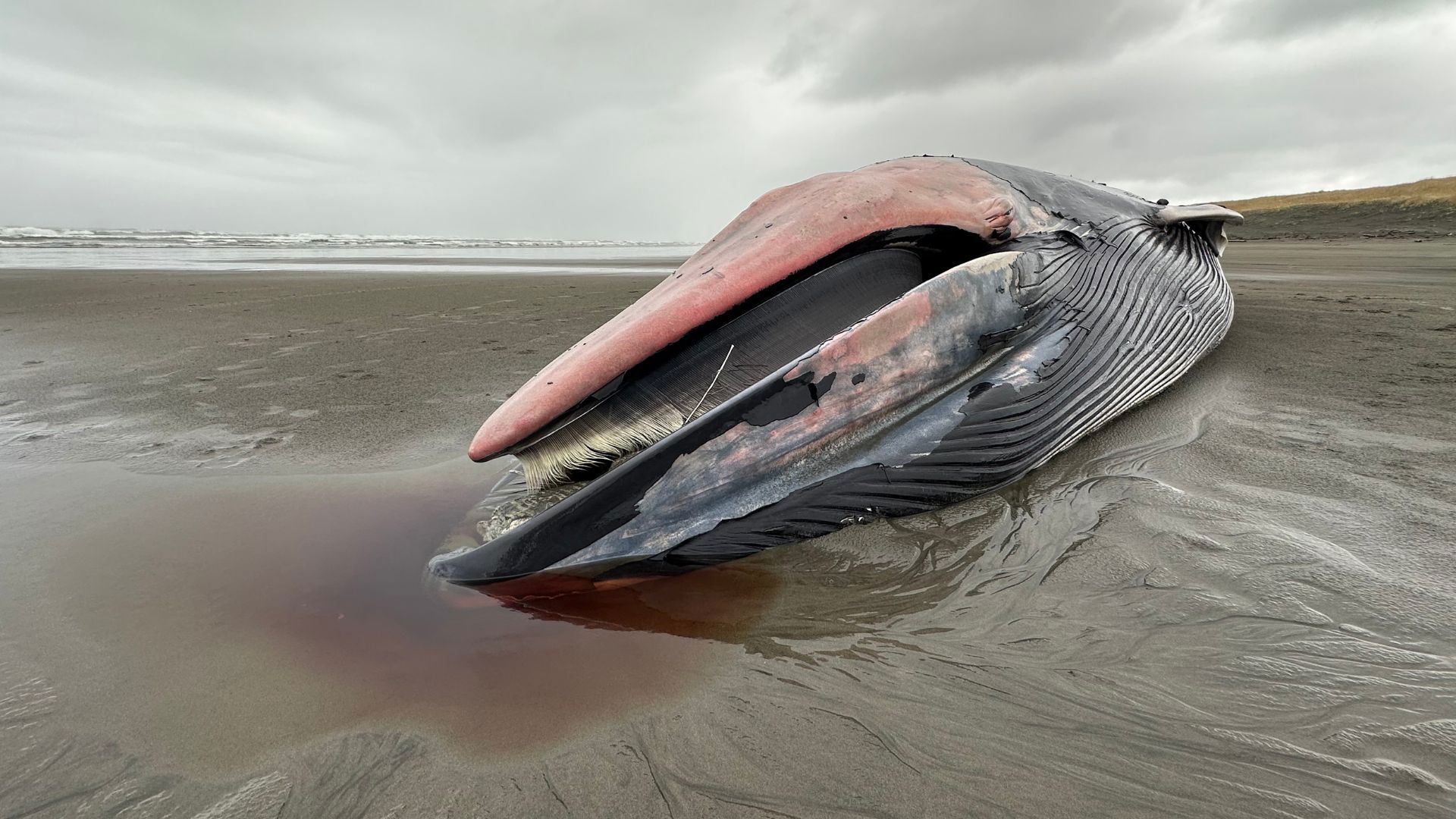 Onlookers react to 46-foot fin whale washed ashore on Oregon beach ...