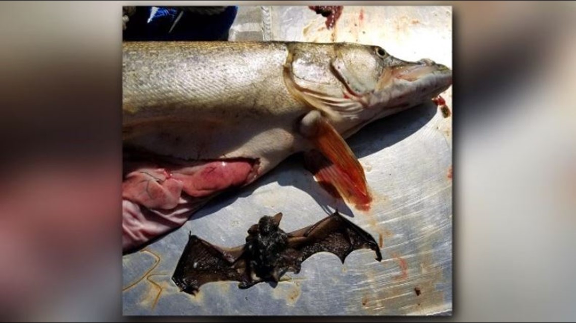 Invasive bat-eating fish threatens Washington salmon future | krem.com