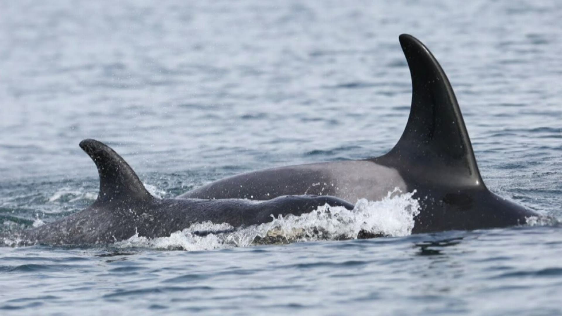 High orca pregnancy failure linked to nutritional stress, study says ...