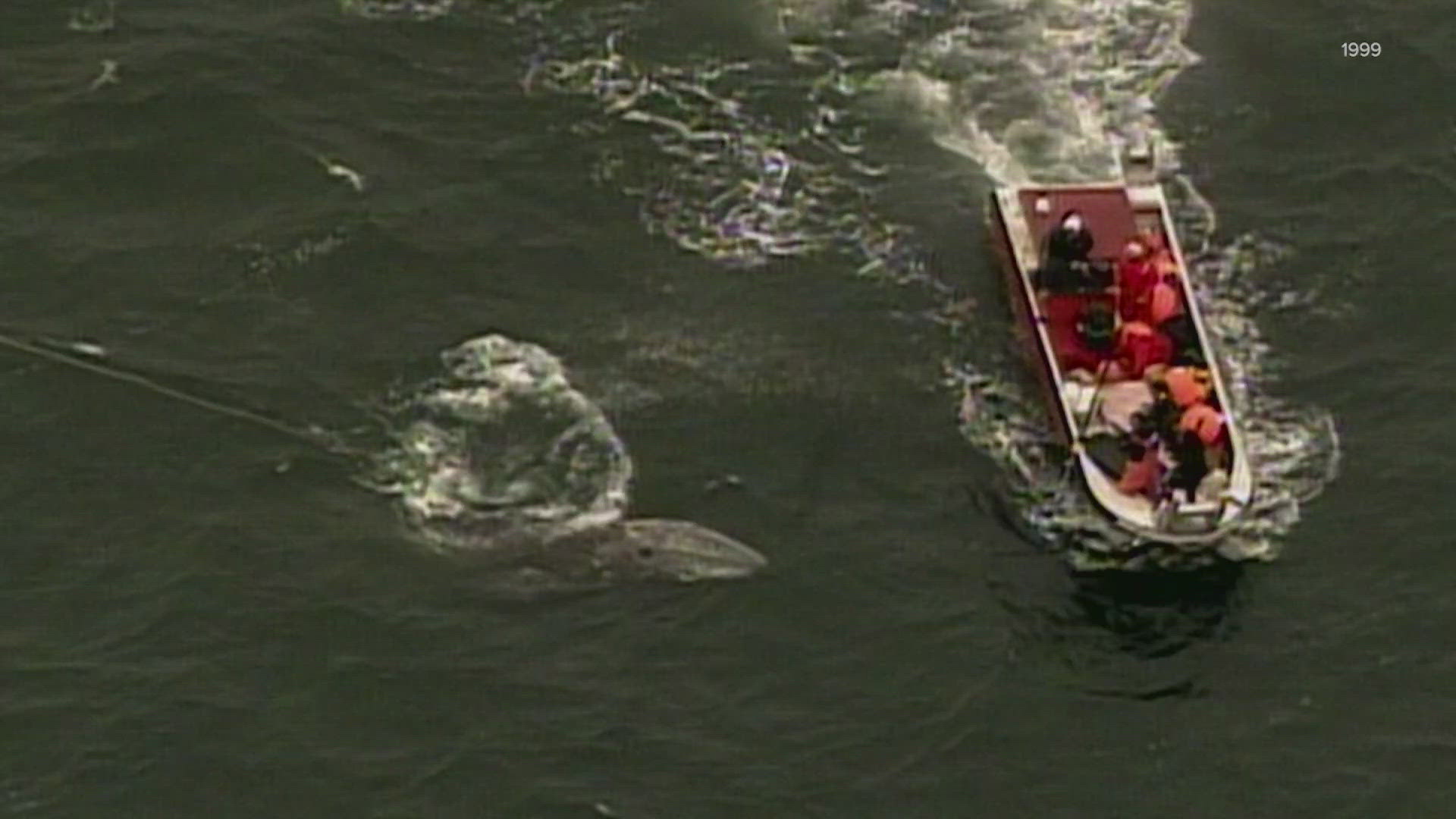 Makah Tribe granted waiver to hunt gray whales | krem.com