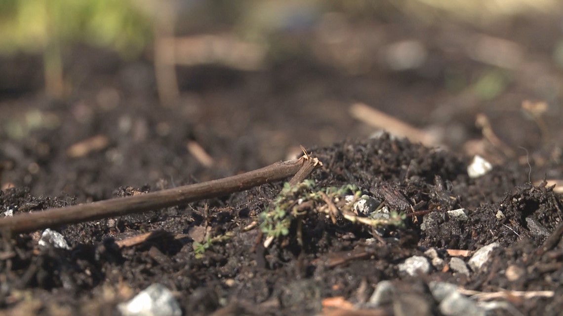 Washington is 1st state to allow composting of human bodies | krem.com