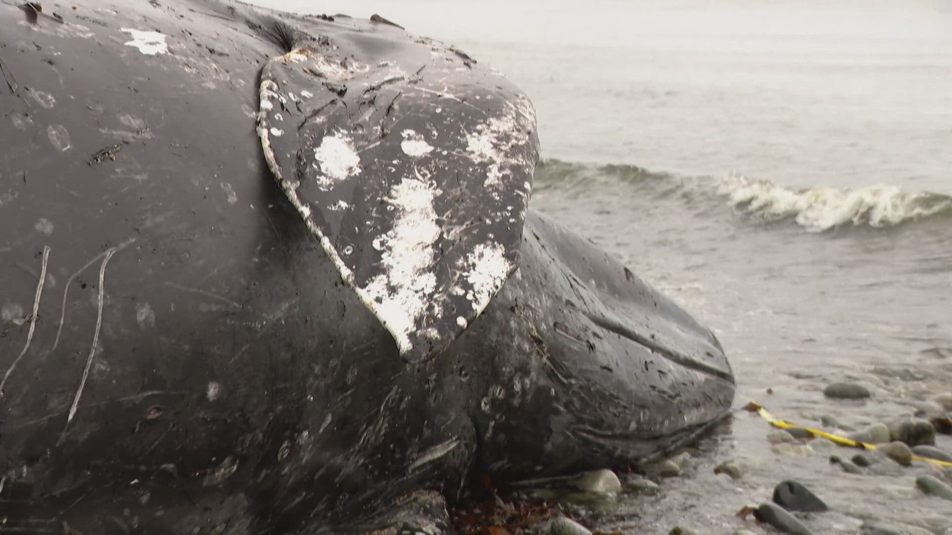 Rising gray whale deaths in Washington linked to Arctic ecosystem ...