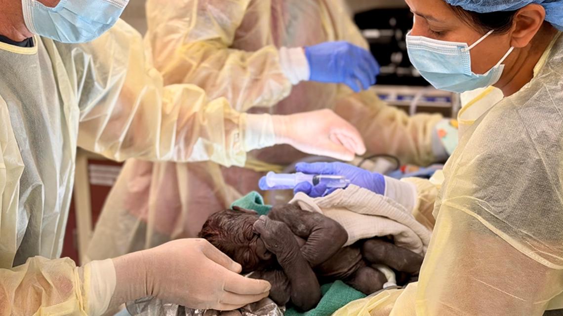 First-ever C-section performed on Woodland Park Zoo gorilla | krem.com