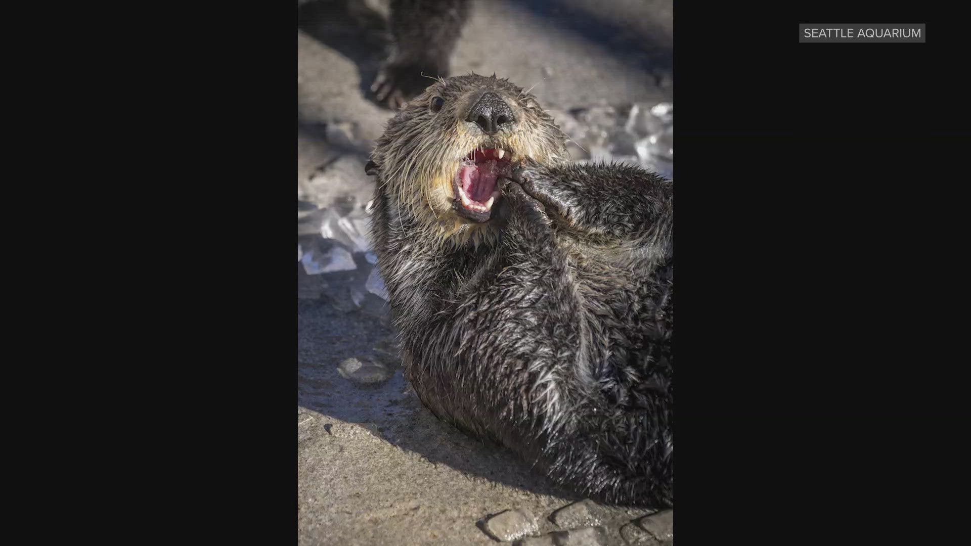 Seattle Aquarium welcomes Ruby, its first southern sea otter | krem.com
