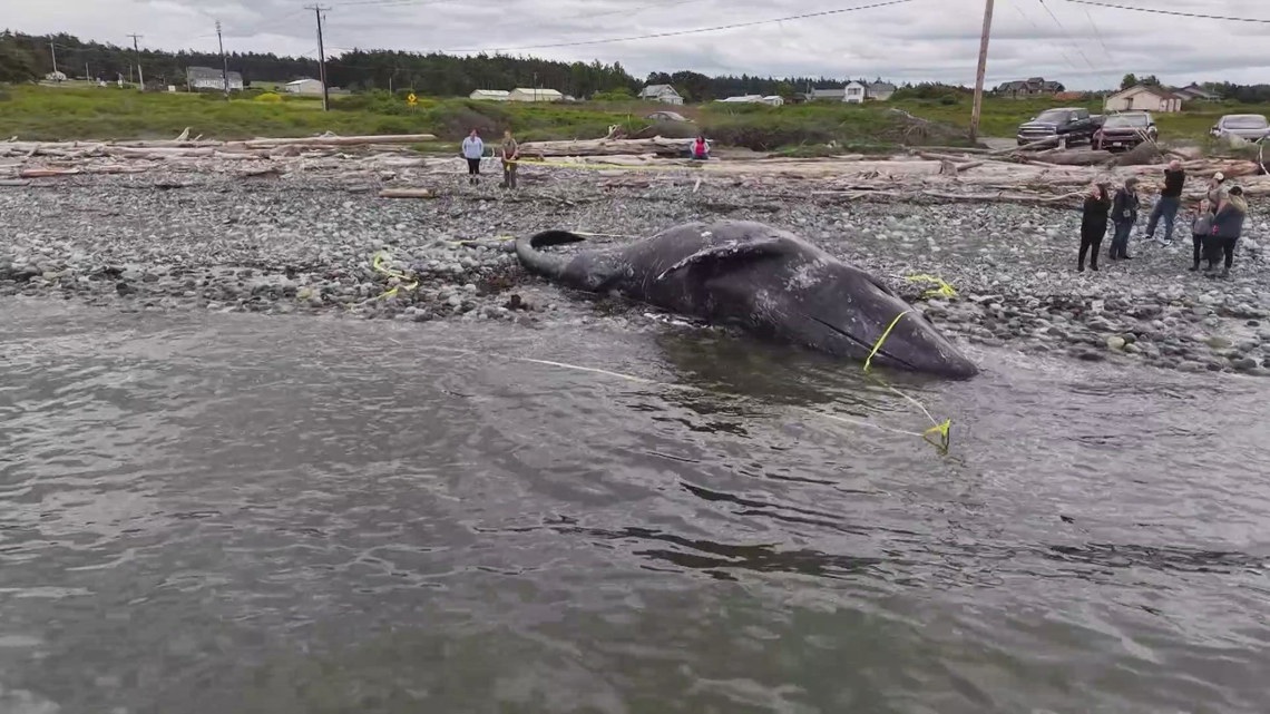 Authorities investigate carved initials on gray whale carcass on ...