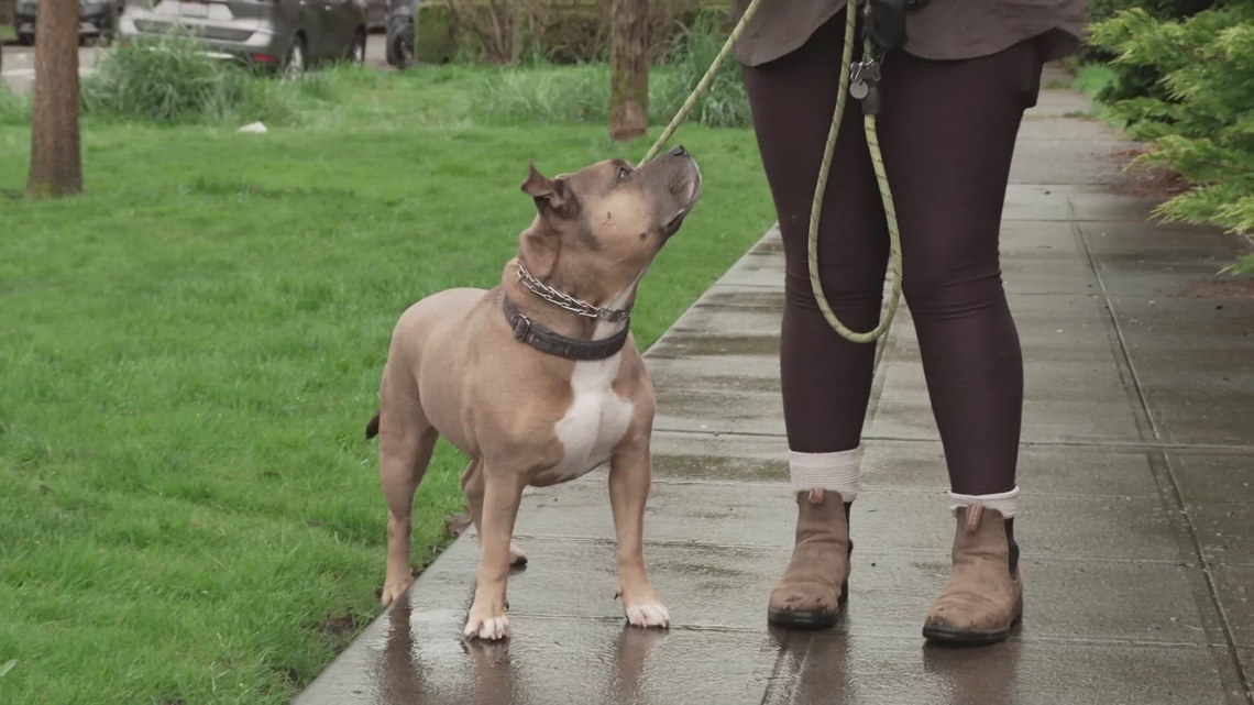 Dogwalker, pet mauled by 2 large dogs from Seattle homeless encampment ...