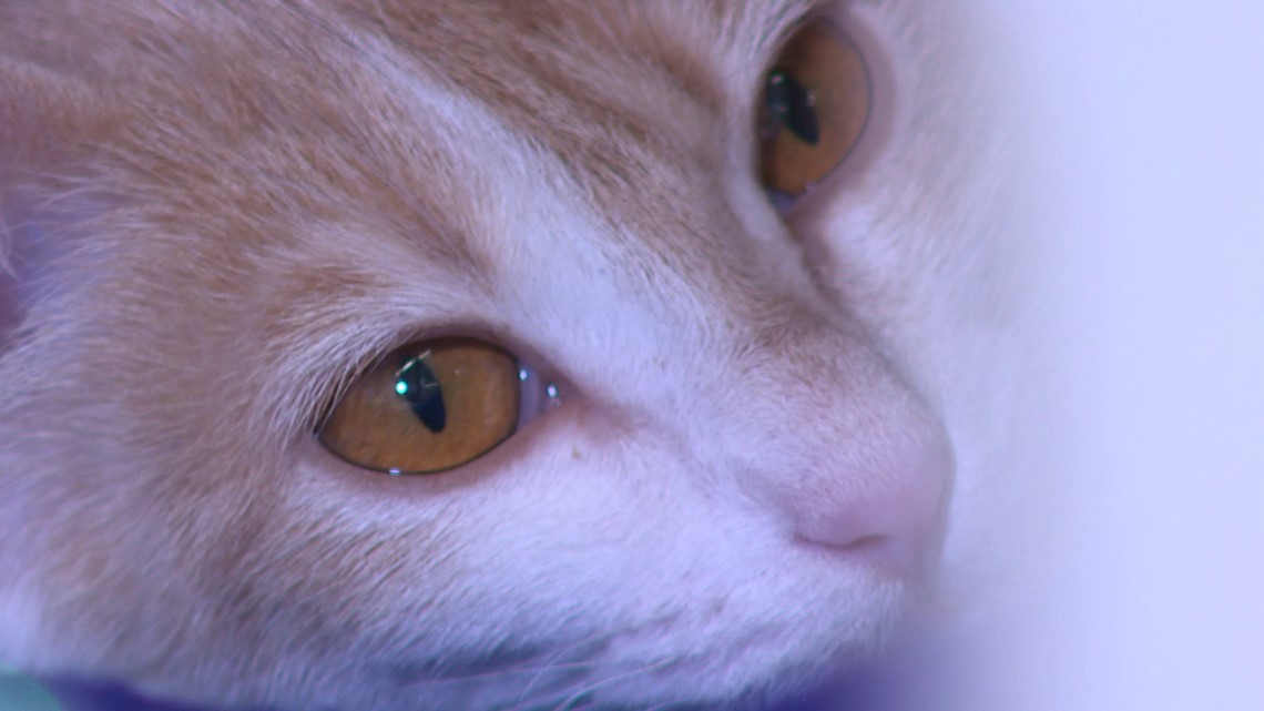 Seattle Humane takes in displaced cats from Maui, preps them for ...