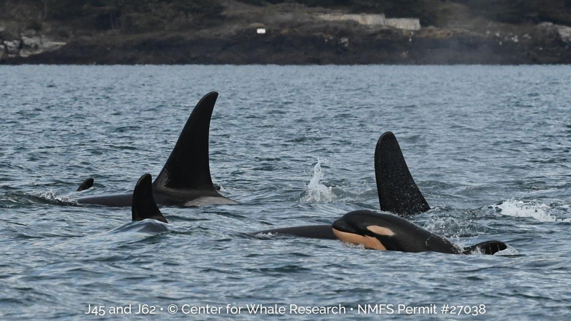 New Southern Resident orca calf J62 is a girl | krem.com