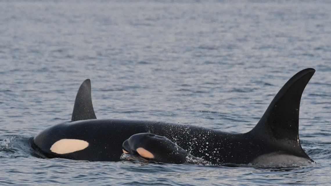 New orca calf in Southern Resident Killer Whale J Pod | krem.com