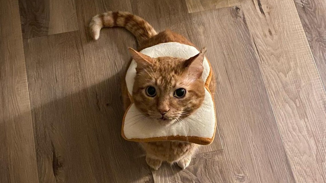 A Seattle cat is getting lifesaving help from fans around the world ...