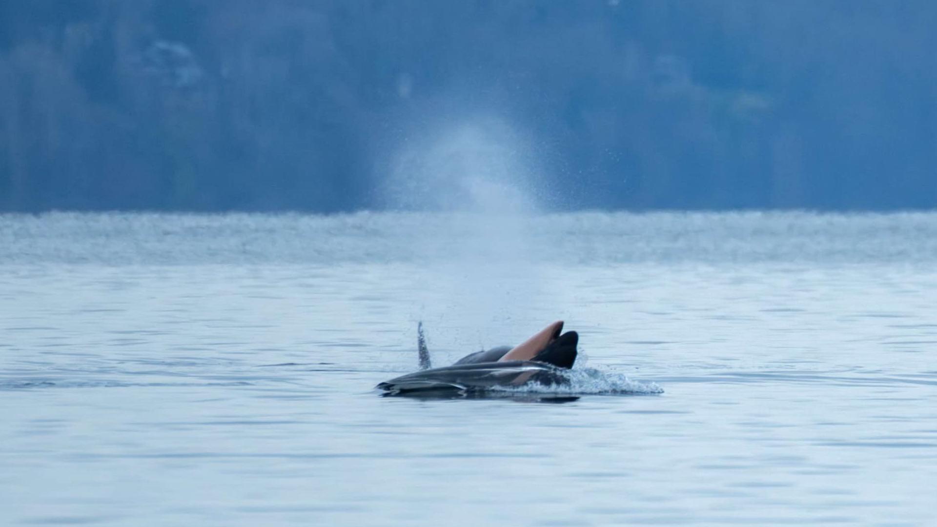 Grieving orca who captured nation in 2018 is carrying dead calf for ...