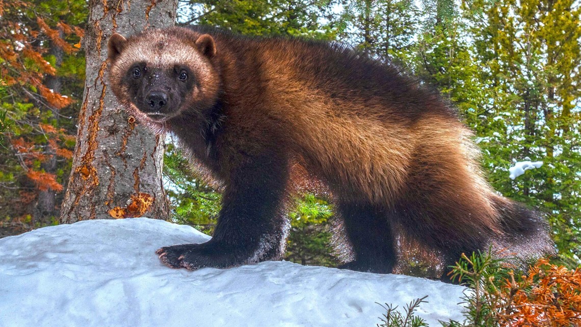 US moves to protect wolverines as climate change melts refuges | krem.com