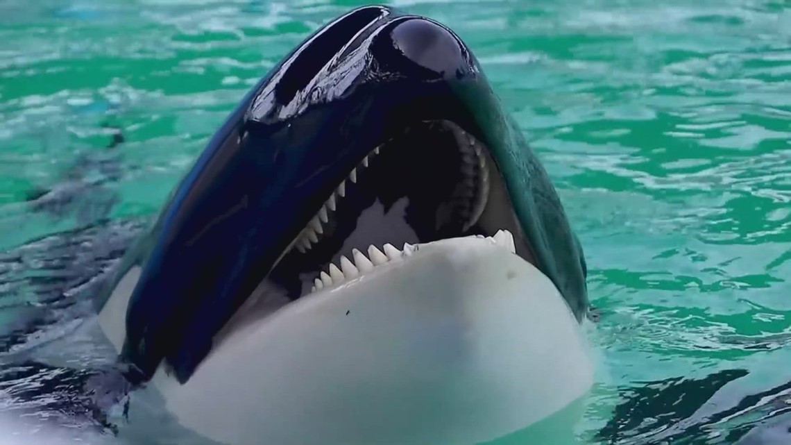 What caused Tokitae or Lolita's death at Miami Seaquarium? | krem.com