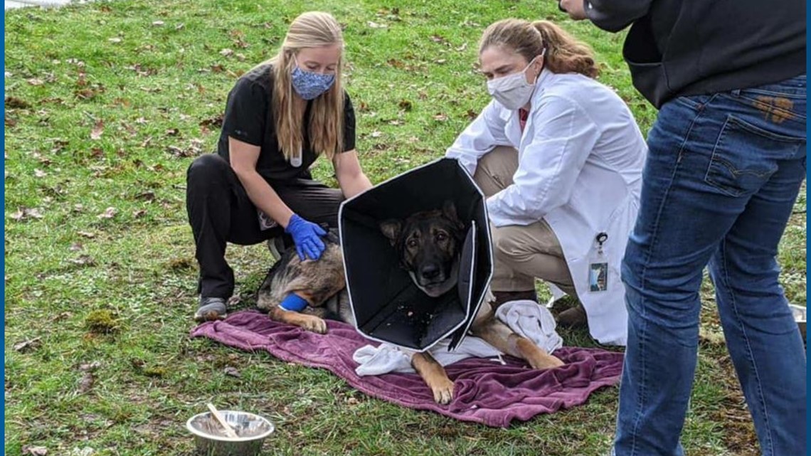 Thurston County Sheriff K-9 Arlo back home after undergoing surgery in ...
