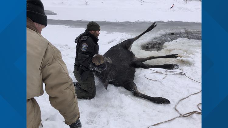 WDFW officer, Pend Oreille firefighters, WSP Trooper save moose who had ...
