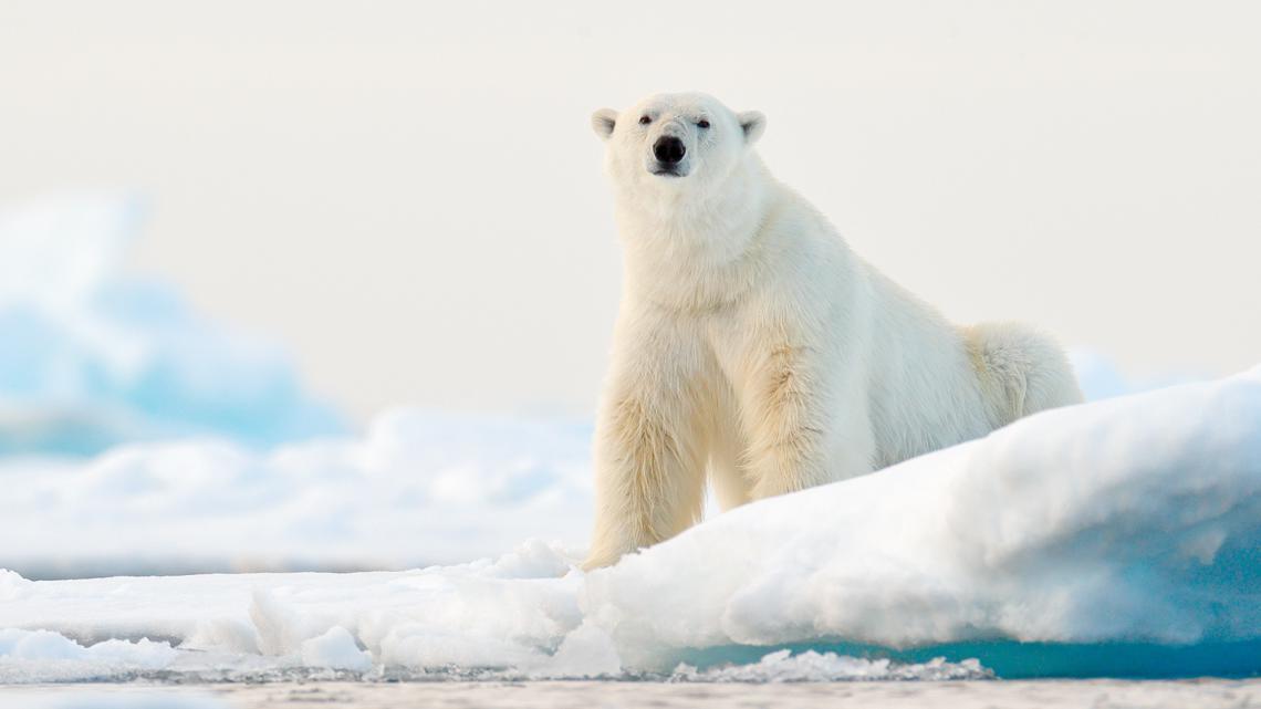 Washington joins lawsuit over 1.6 million-acre Arctic Refuge oil and ...