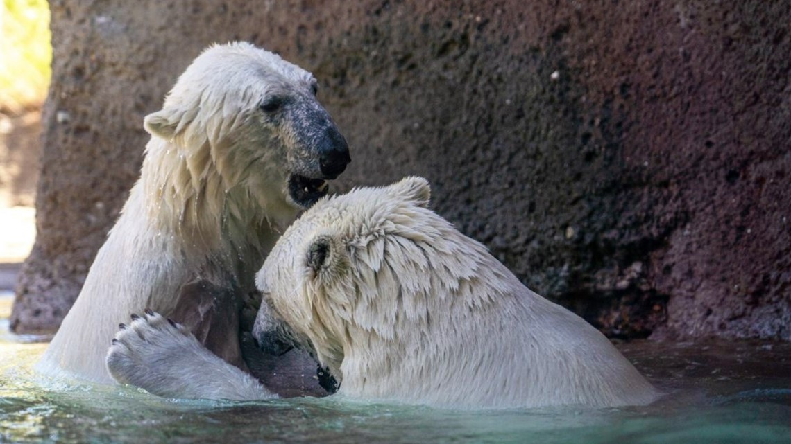 Polar bear sisters growing accustomed to life at Pt Defiance Zoo | krem.com