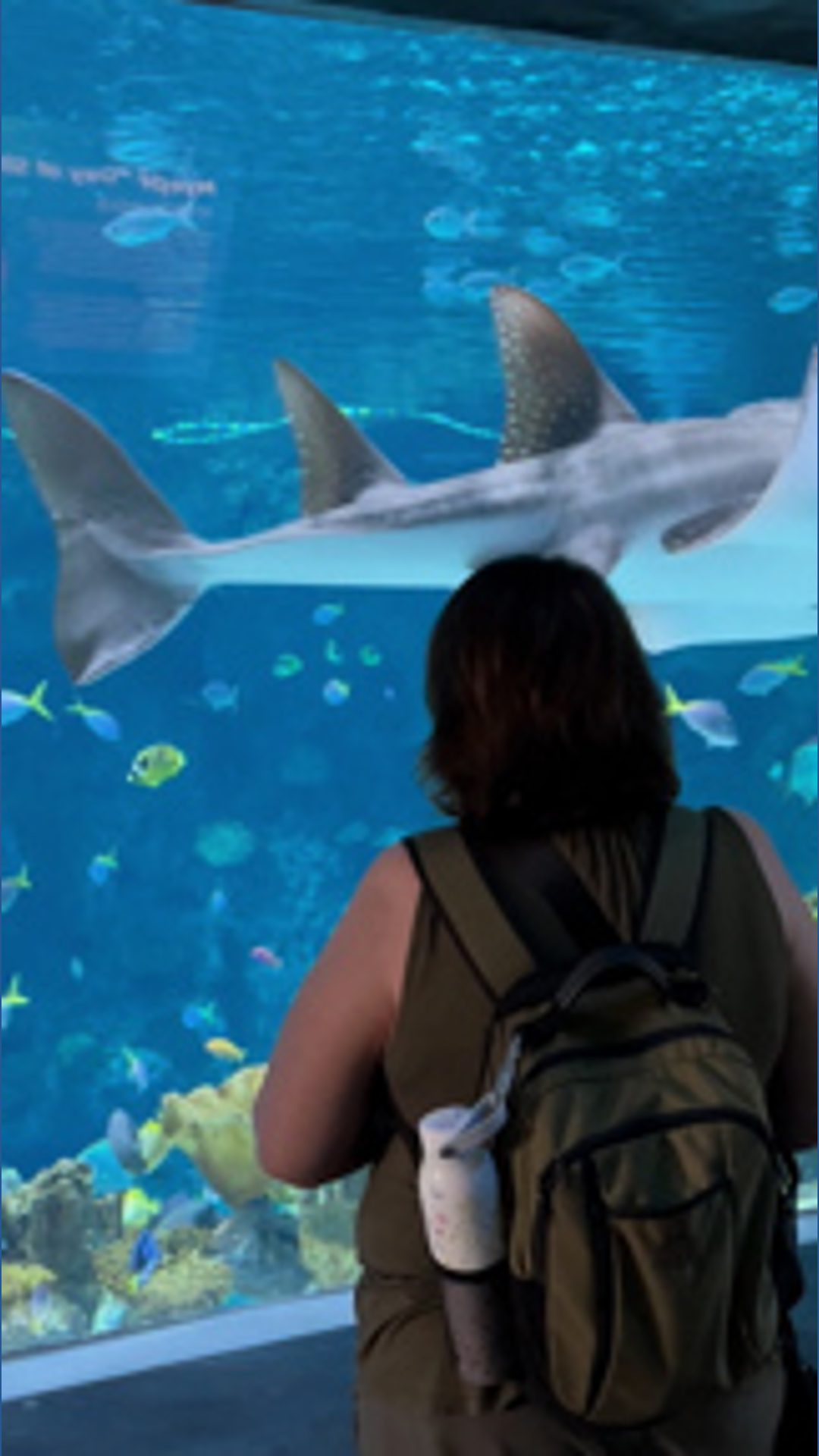 Seattle Aquarium marks Ocean Pavilion's first anniversary | krem.com