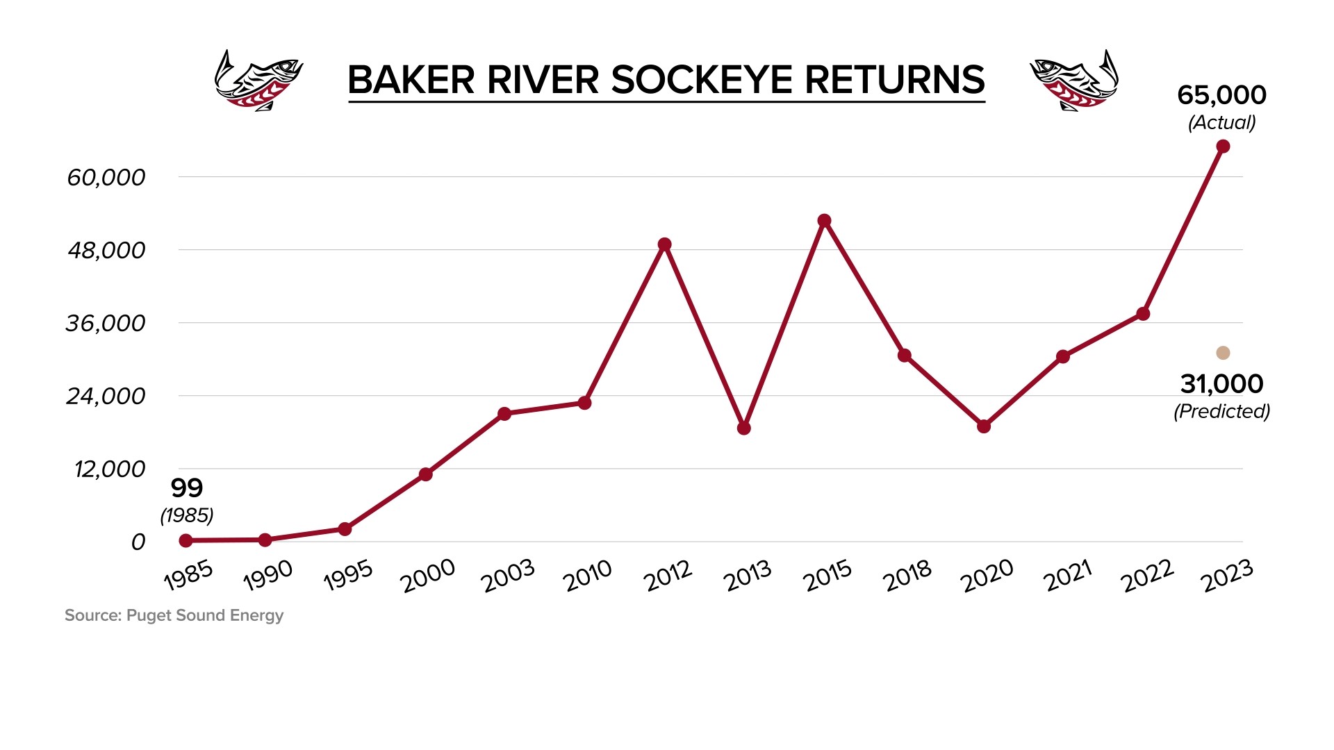 Washington's Baker River sockeye salmon return in record numbers | krem.com