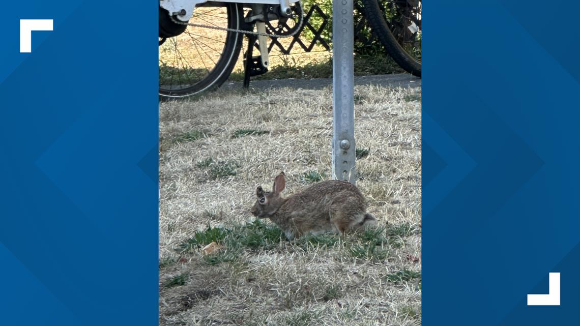 Shope Virus Rabbit Spotted in Seattle | krem.com