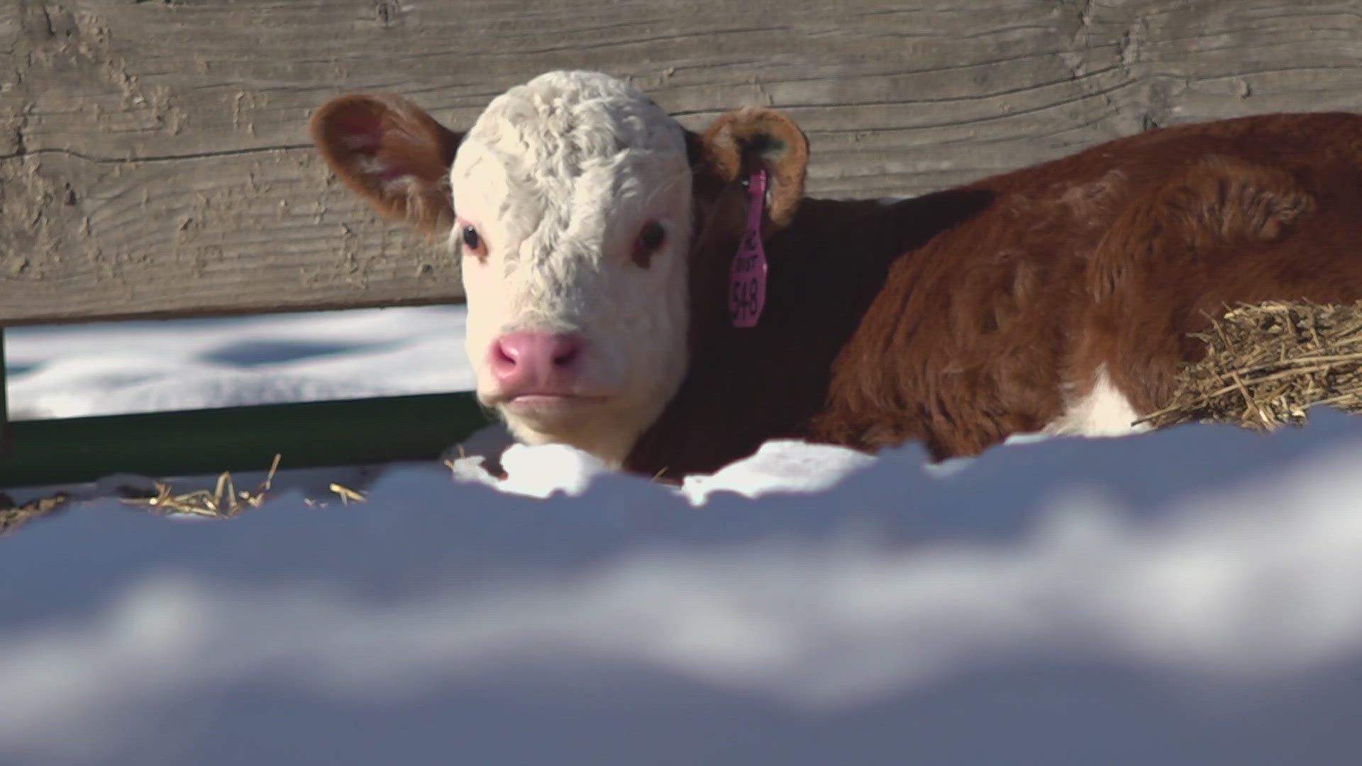 Bitter cold poses challenges for local farms amid calving season | krem.com