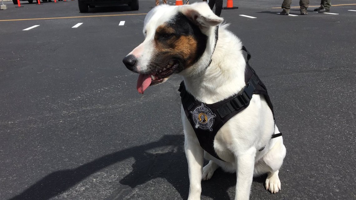 Puddles, the mussel sniffing dog, helps keep waterways free of invasive ...