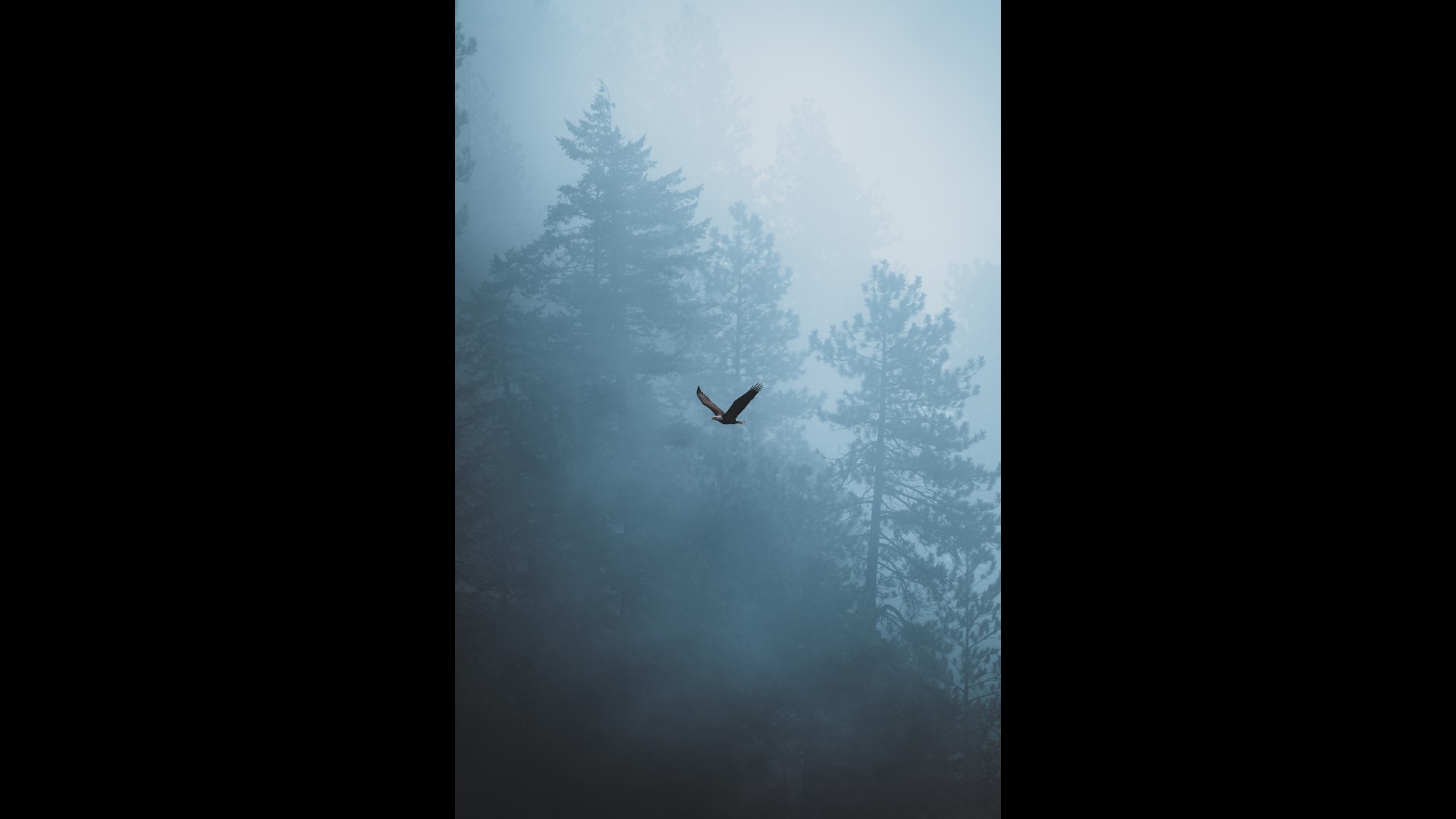 When and where you can see bald eagles at Lake Coeur d'Alene | krem.com