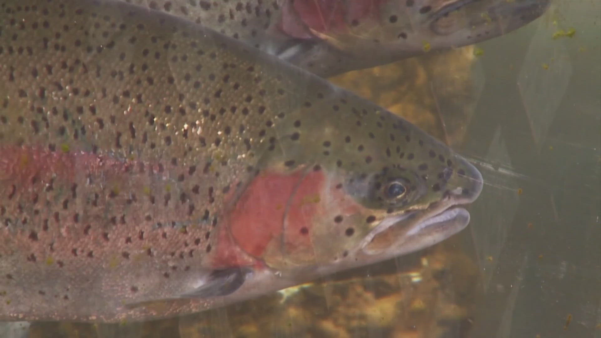 Environment Northwest: AI tool may soon help protect freshwater fish ...