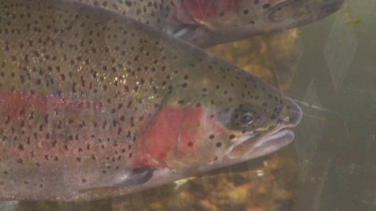 Rainbow trout headed for Idaho lakes | krem.com