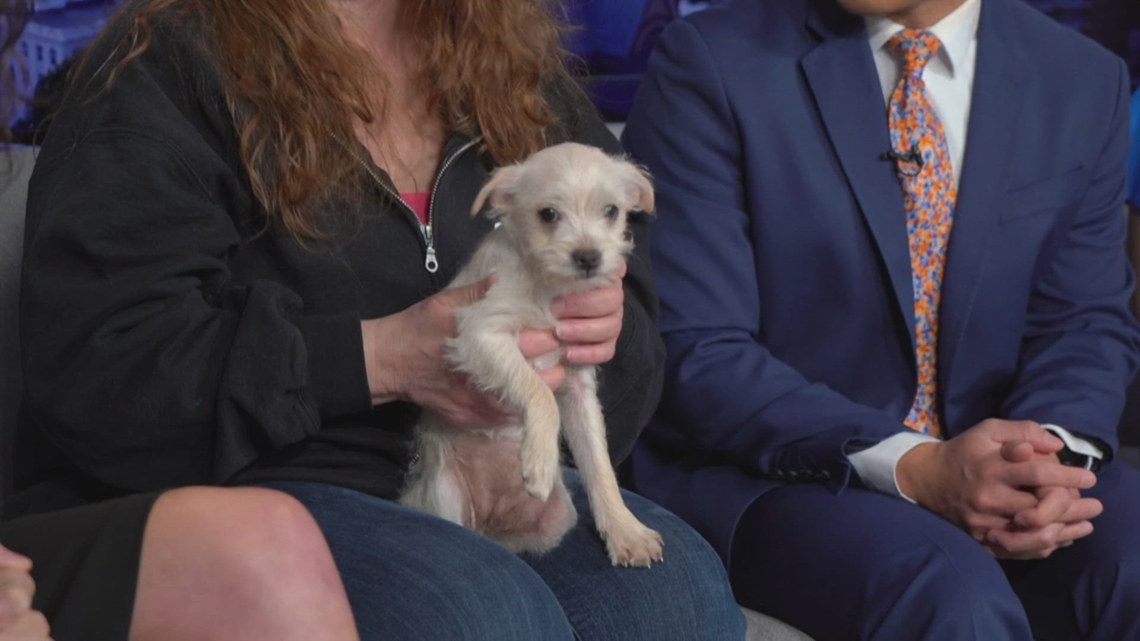 Celebrating National Puppy Day with Spokanimal | krem.com