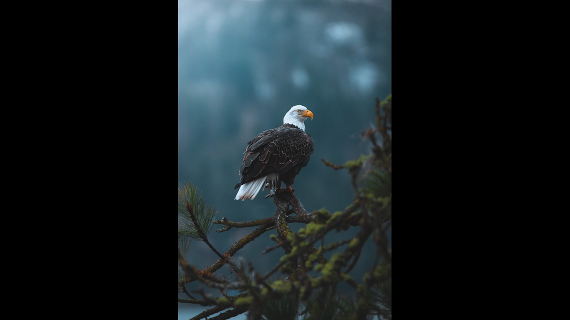 When and where you can see bald eagles at Lake Coeur d'Alene | krem.com