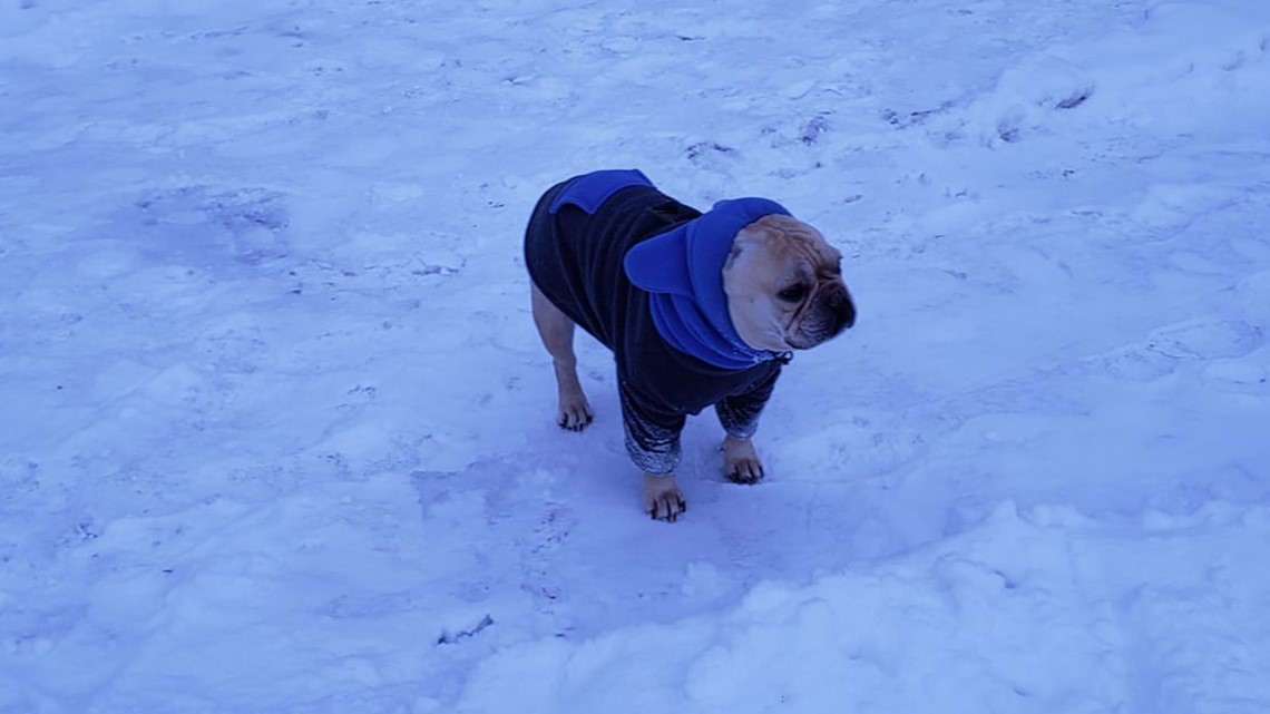 Your adorable photos, videos of pets enjoying snow in the Inland ...
