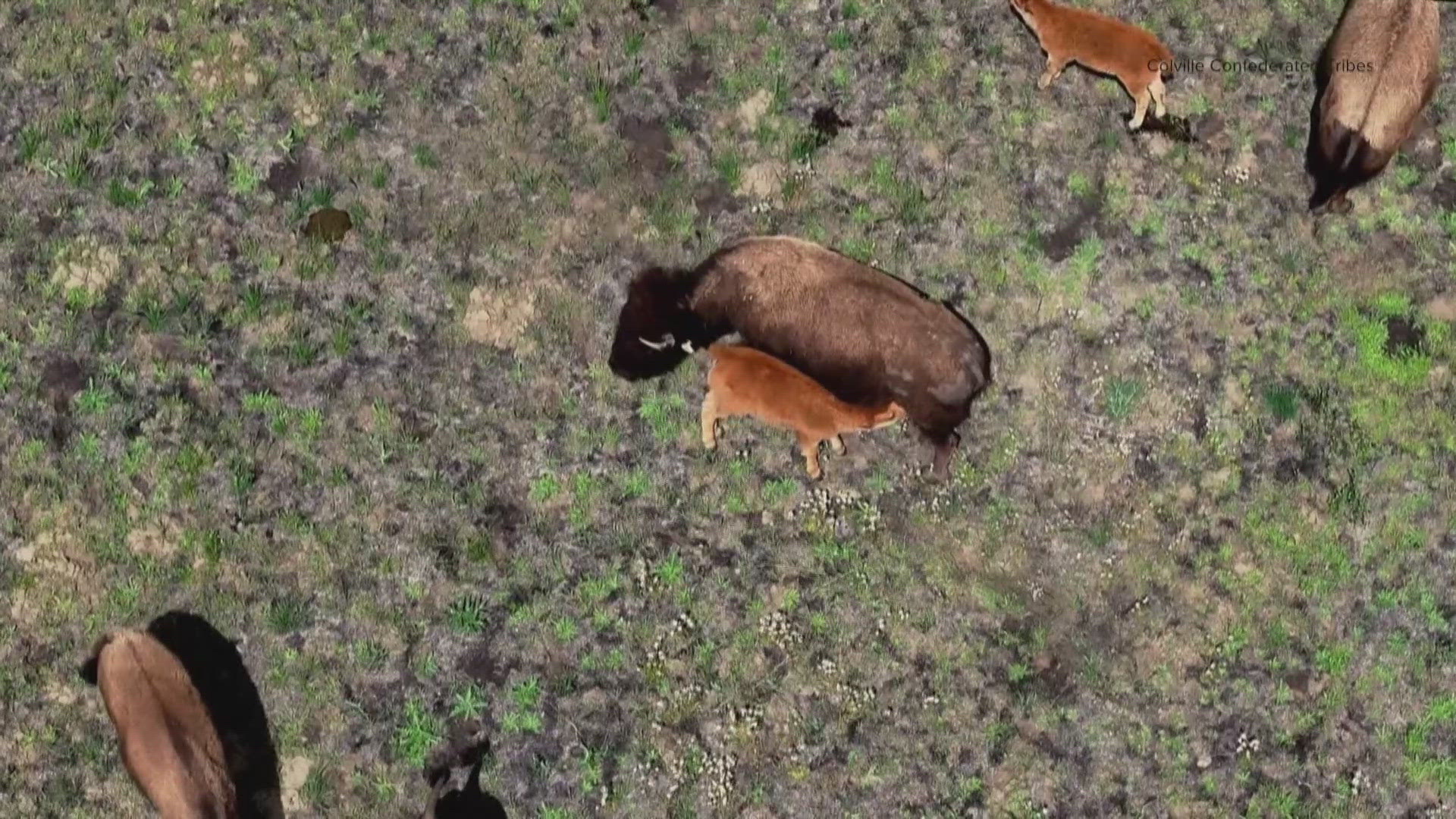 More than a year after release, bison herd helps both the land and the ...