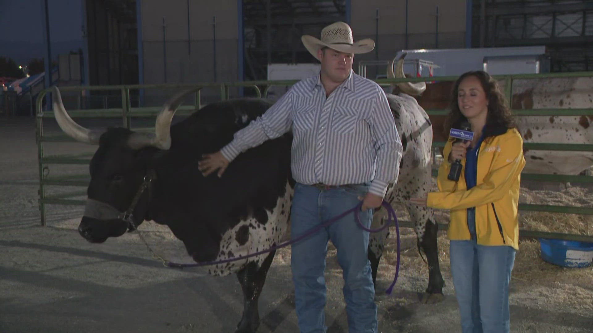 KREM 2 at the Fair: Meet Ruger, a Longhorn you can meet at the Spokane ...