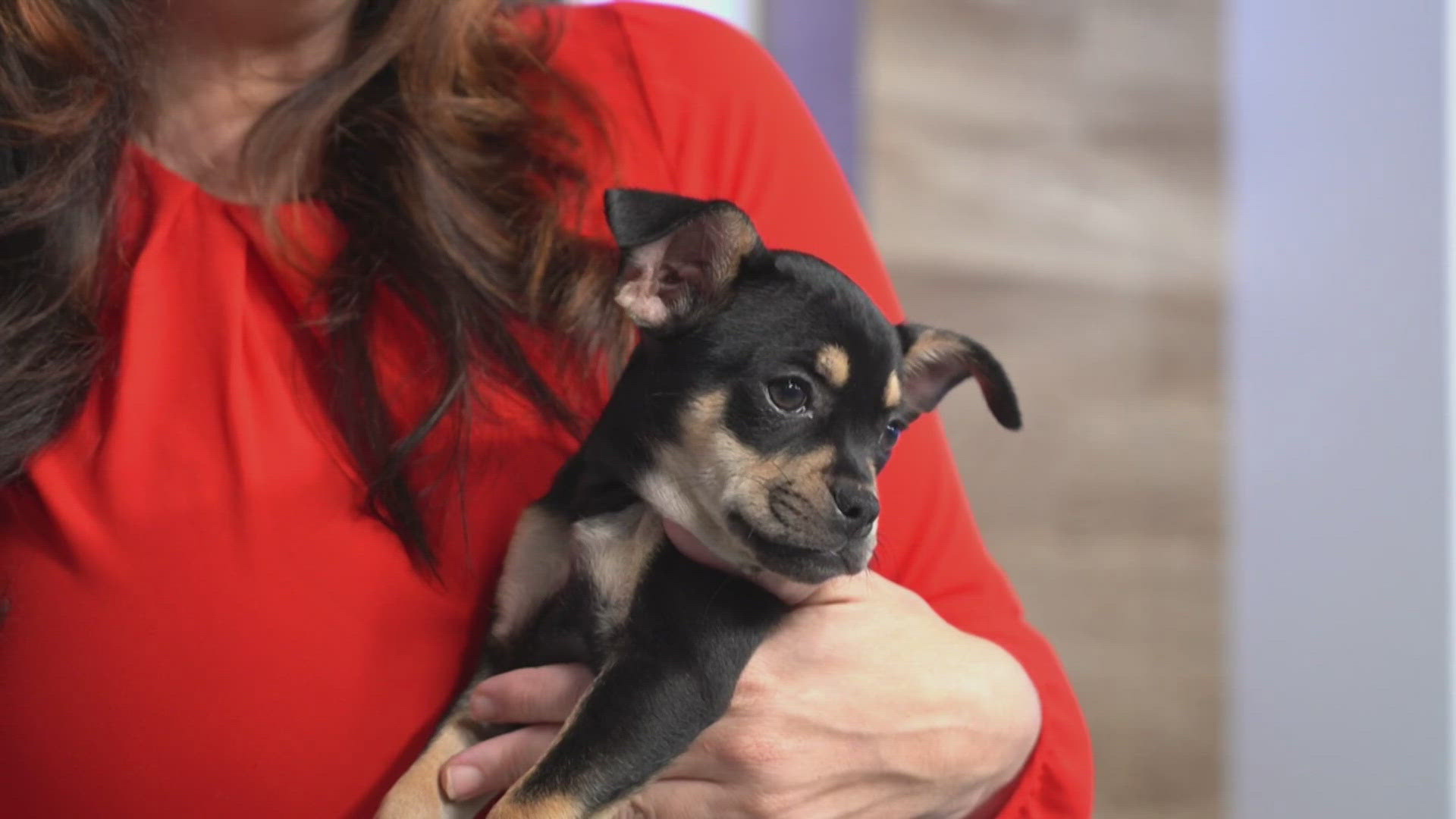 Pick of the Litter: Meet Miss Honey, who is now available for adoption ...